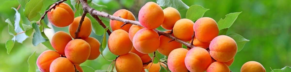 Marhule | Kvalitné ovocné stromy pre vašu záhradu | drab.sk