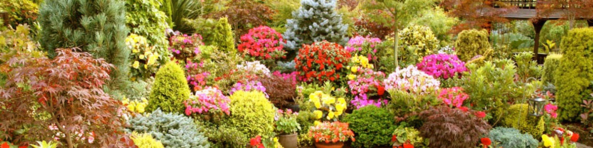 Okrasné stromčeky a krásne kvitnúce kríky.| drab.sk